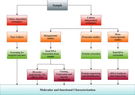 Schematic Representation Of Culture Dependent And Culture Independent Download Scientific
