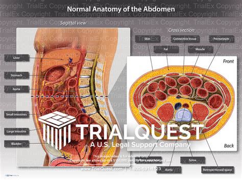 Transverse Section Anatomy