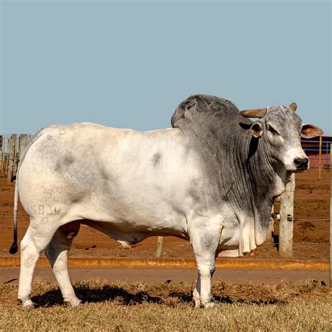 Paint Binotauro Nelore