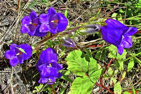 Tulip Gentian On San Juan Island Washington Photograph By Ruth Hager