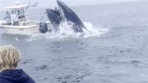 Beware Of The Pissed Off Whale Forums Forums