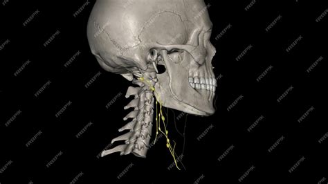Premium Photo The Internal Jugular Vein Is A Paired Venous Structure
