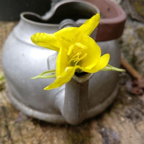 Premium Photo Close Up Of Yellow Flower