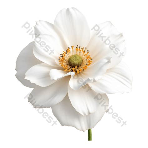 White Anemone Flower With Green Center And Yellow Stem Png Images Png