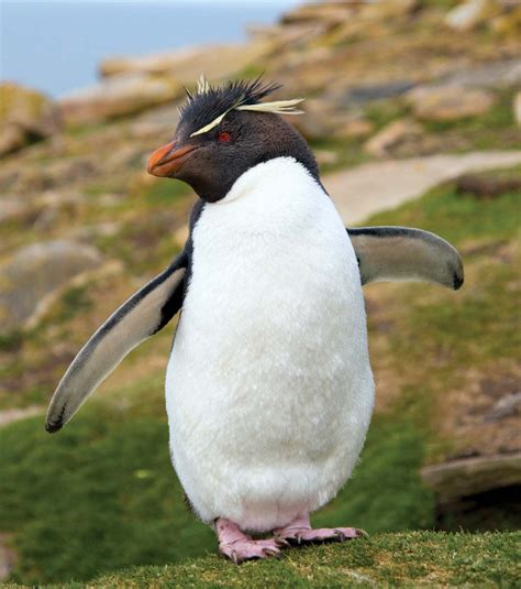 Rockhopper Penguin Habitat