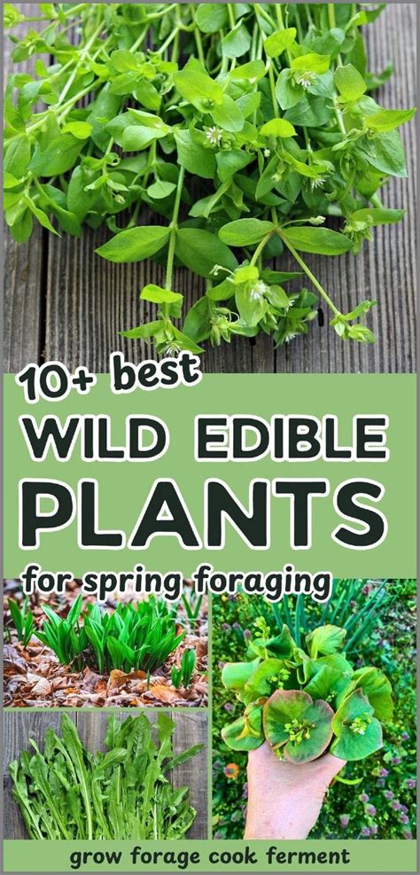 13 Early Spring Edible Wild Greens In 2025 Wild Food Foraging Edible