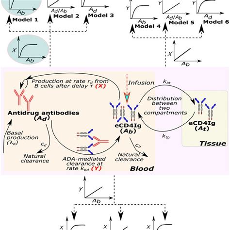 Schematic Representation Of The Pk Model To Describe The Dynamics Of Download Scientific