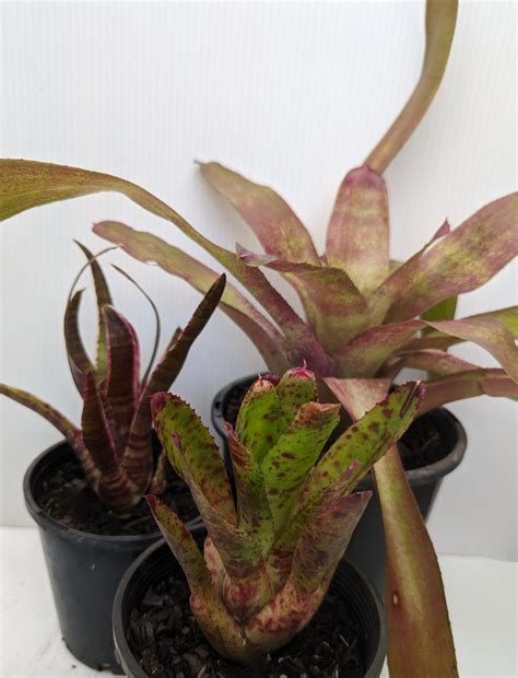 Bromeliad Assorted Guildford Garden Centre