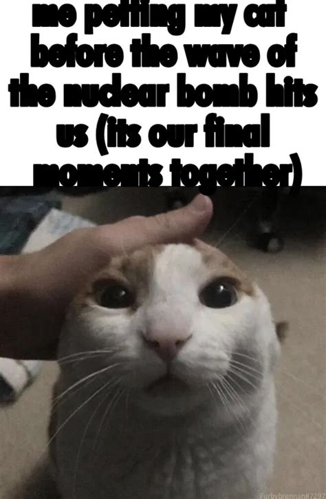 Cat Meme Templates — Make Free Cat Memes Online