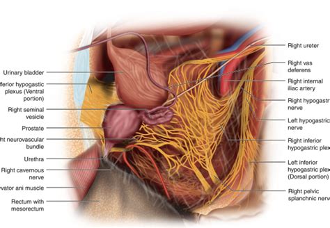 Estratos De La Epidermis Descubre Los Secretos De La Piel