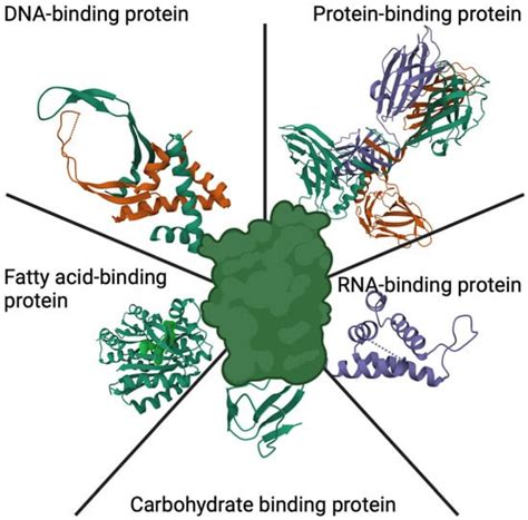 Role Of Natural Binding Proteins In Therapy And Diagnostics