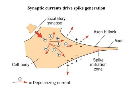 ppt synaptic transmission powerpoint presentation free download id