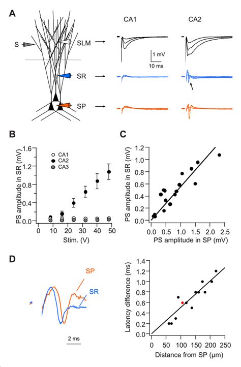 Ca2 But Not Ca1 Or Ca3 Dendrites Are Active In Response To Pp