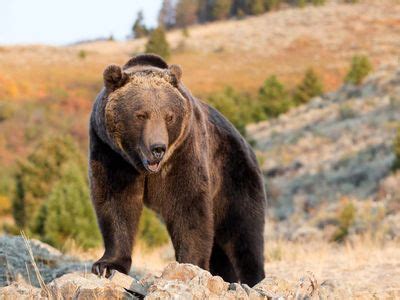 Grizzly Bear Weight Habitat And Facts Britannica