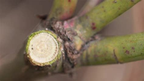 Crafting With Fire Precision Green Marker Cutting Stock Footage