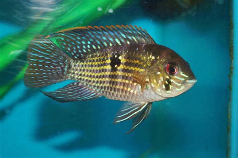 Blue Acara Andinoacara Pulcher