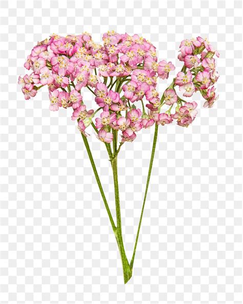 Pink Small Flower Png Bouquet Premium Png Rawpixel
