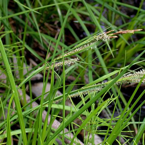 Carex Stricta Patuxent Nursery