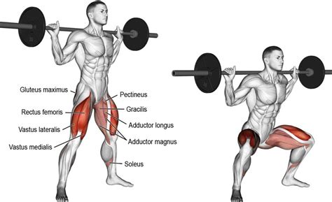 How Squat Muscles Worked Squat Muscles Worked Qkoge