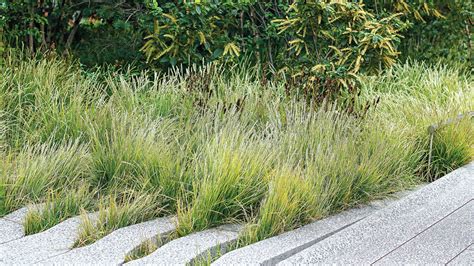 Great Medium Size Grasses Fine Gardening
