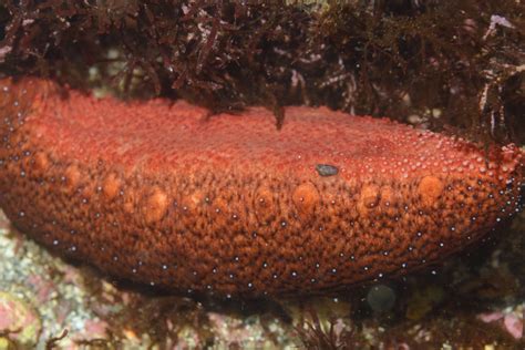 アカナマコ 海洋生物図鑑（仮）