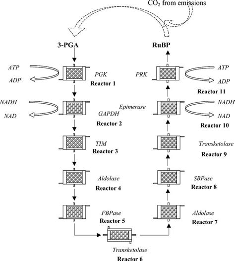 The Schematic Diagram Of Cascade Of Eleven Immobilized Enzyme Reactors Download Scientific