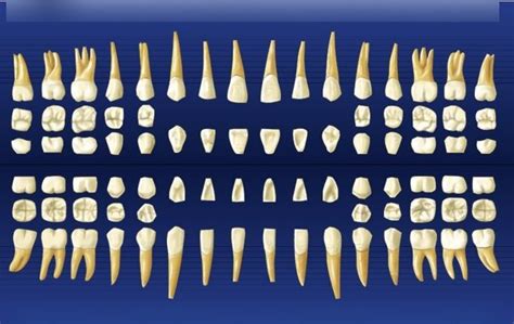 Tooth Numbering Dentrix Diagram Quizlet
