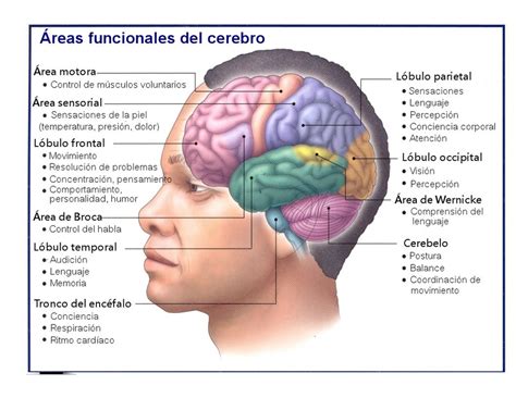 Diagrama De Psicologia Parte B Quizlet