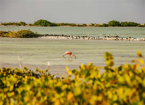 Natural Bonaire Island Of Bonaire