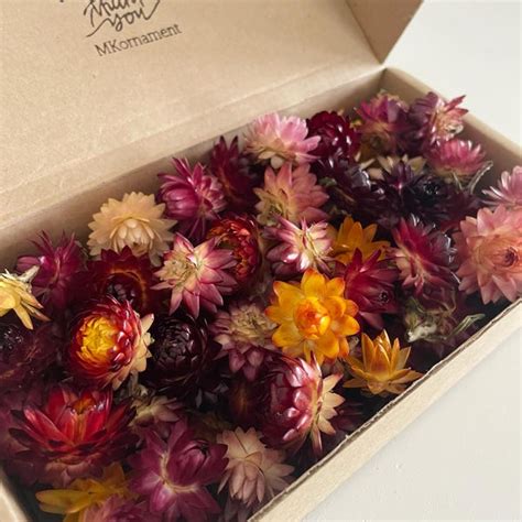 50 Organic Small Dried Flowers Mixed Colors Strawflowers Heads Weddings