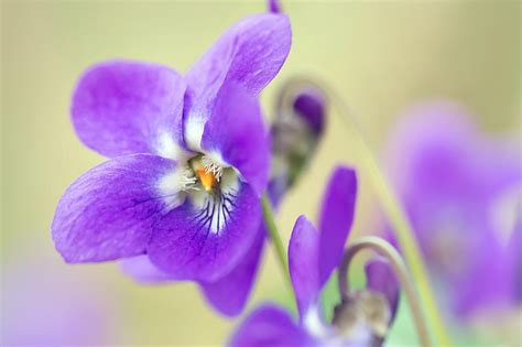 Violets Flowers
