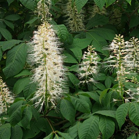 Aesculus Parviflora Kiefer Nursery Trees Shrubs Perennials