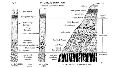 Intertidal Ecosystems The Mudflat