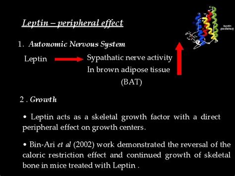 Leptin Food Intake Energy Balance And Endocrine Function
