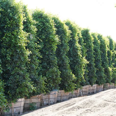 Ficus Ficus Nitida Evergreen Trees Moon Valley Nursery