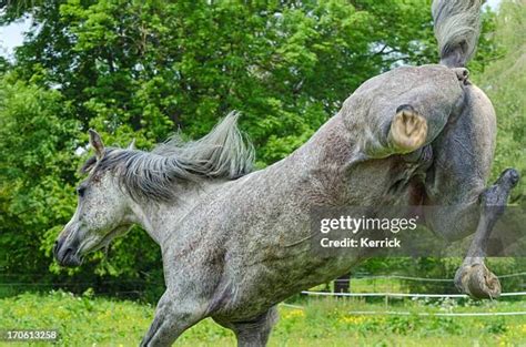 Horse Kick Photos And Premium High Res Pictures Getty Images