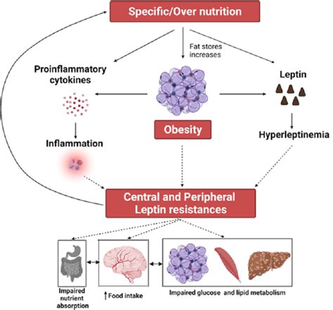 Leptin Resistance What Is It And What Are Its Effects On Body Weight