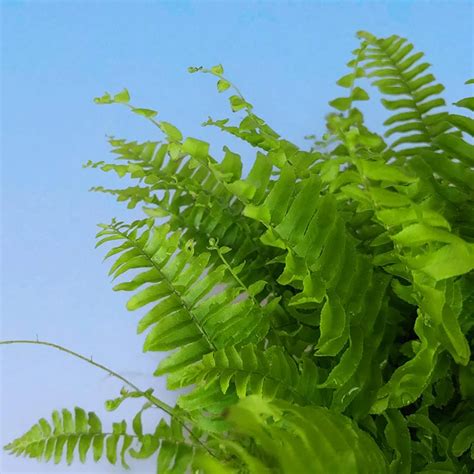 Нефролепис Блю Белл 12/30 – купить в Москве с доставкой – Plantis