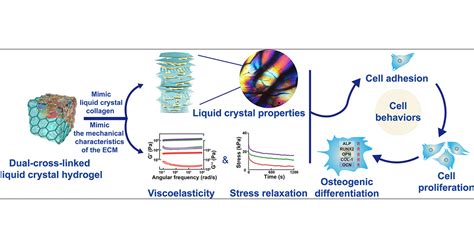 Dual Cross Linked Liquid Crystal Hydrogels With Controllable