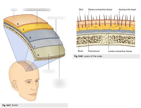 Diagram Of Scalp Layers Quizlet