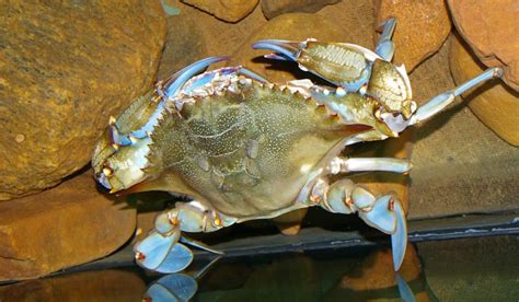 Datos De Cangrejo Azul Dieta Hábitat E Imágenes En Animaliabio