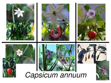 Ppt Capsicum Phylogeny And Domestication Powerpoint Presentation Free Download Id9585226