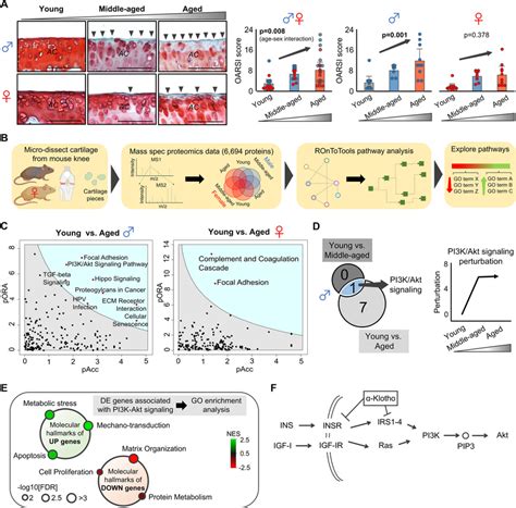 Male But Not Female Mice Display Age Related Cartilage Degeneration