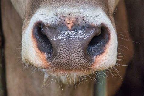 Overview Of Foot And Mouth Disease In Cattle Epashupalan