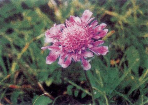 图680 华北蓝盆花 中国西部农田杂草与防除 图片