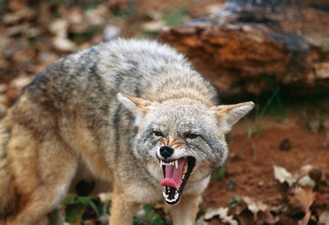 Coyote Teeth