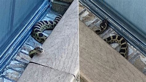 See A Rattlesnake In Your Yard Don T Kill It Do This Instead