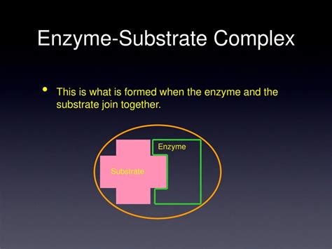 Warm Up Write Down Everything You Know About Enzymes What Are They