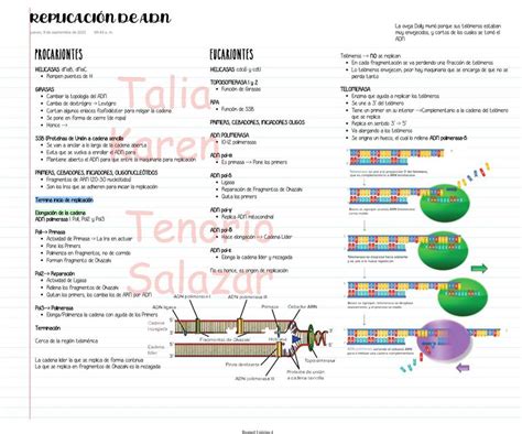 Adn Replicación Reparación Transcripción Talia Karen Tenorio