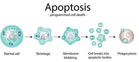 Apoptose Fileapoptosis Hebrewpng Wikimedia Commons